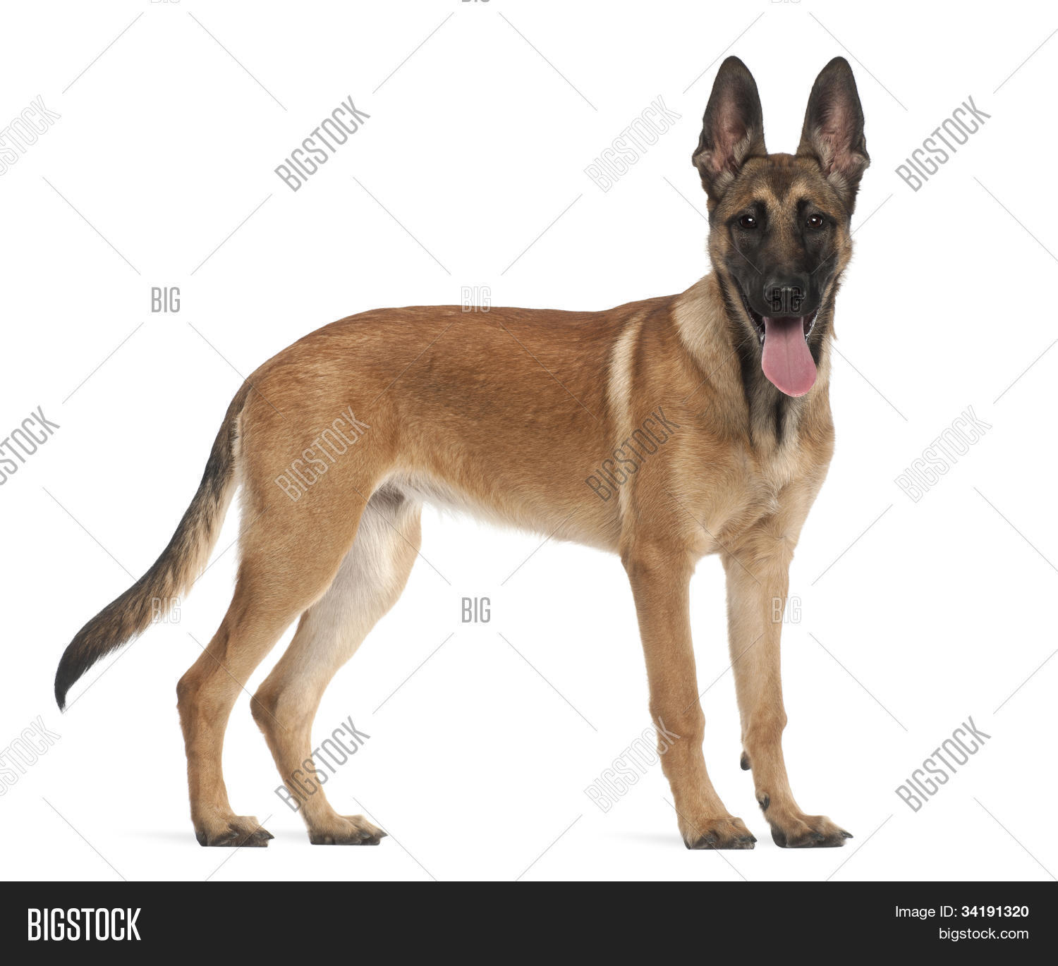 Belgian Shepherd Dog Image & Photo (Free Trial) | Bigstock