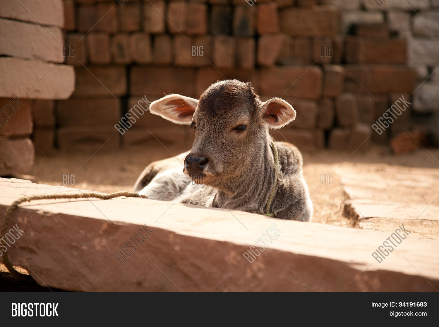 Indian White Cow Baby Image & Photo (Free Trial) | Bigstock