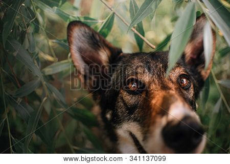 Dog Under Tree Images, Illustrations & Vectors (Free) - Bigstock