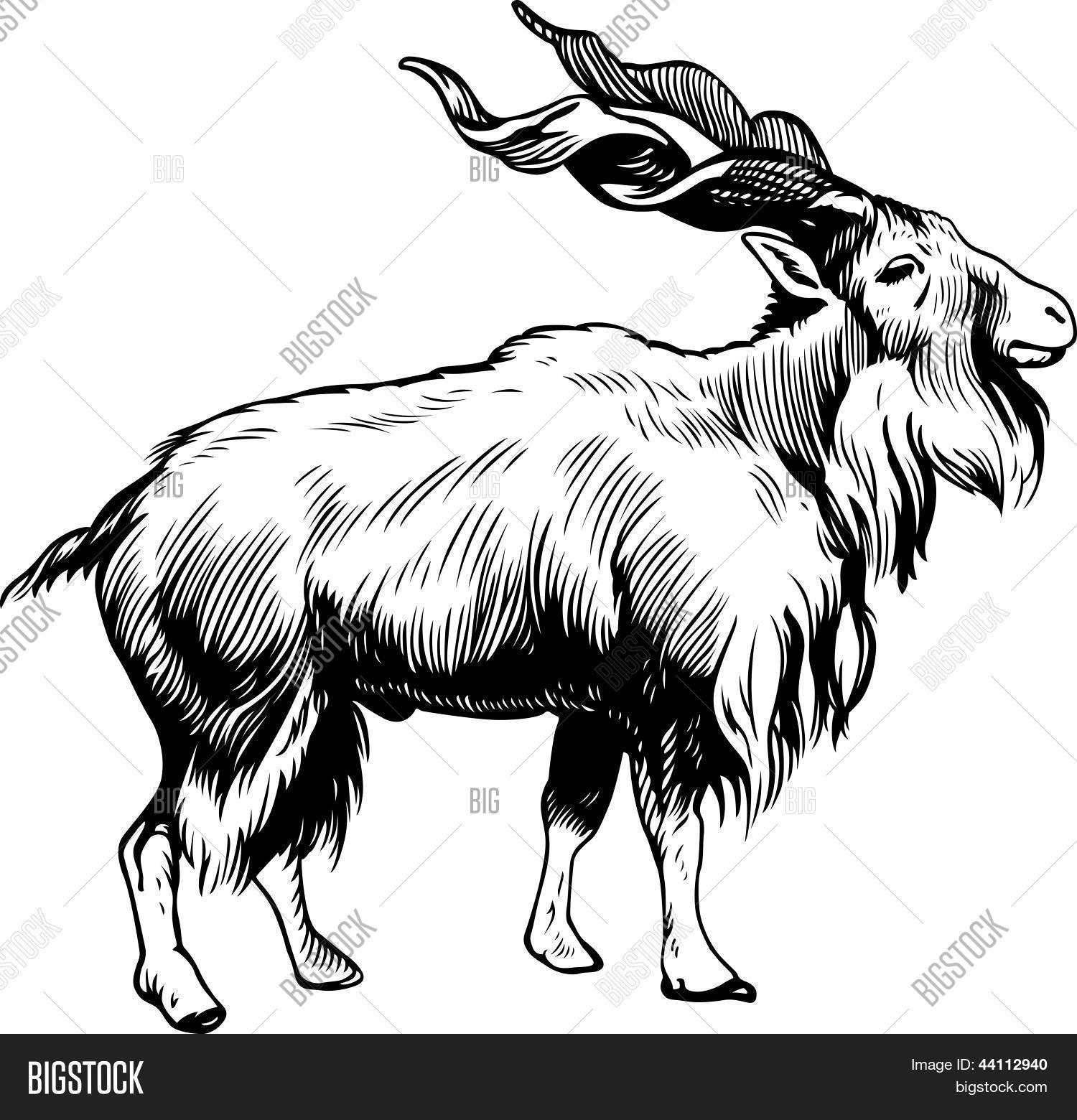 Markhor Male Vector & Photo (Free Trial) | Bigstock