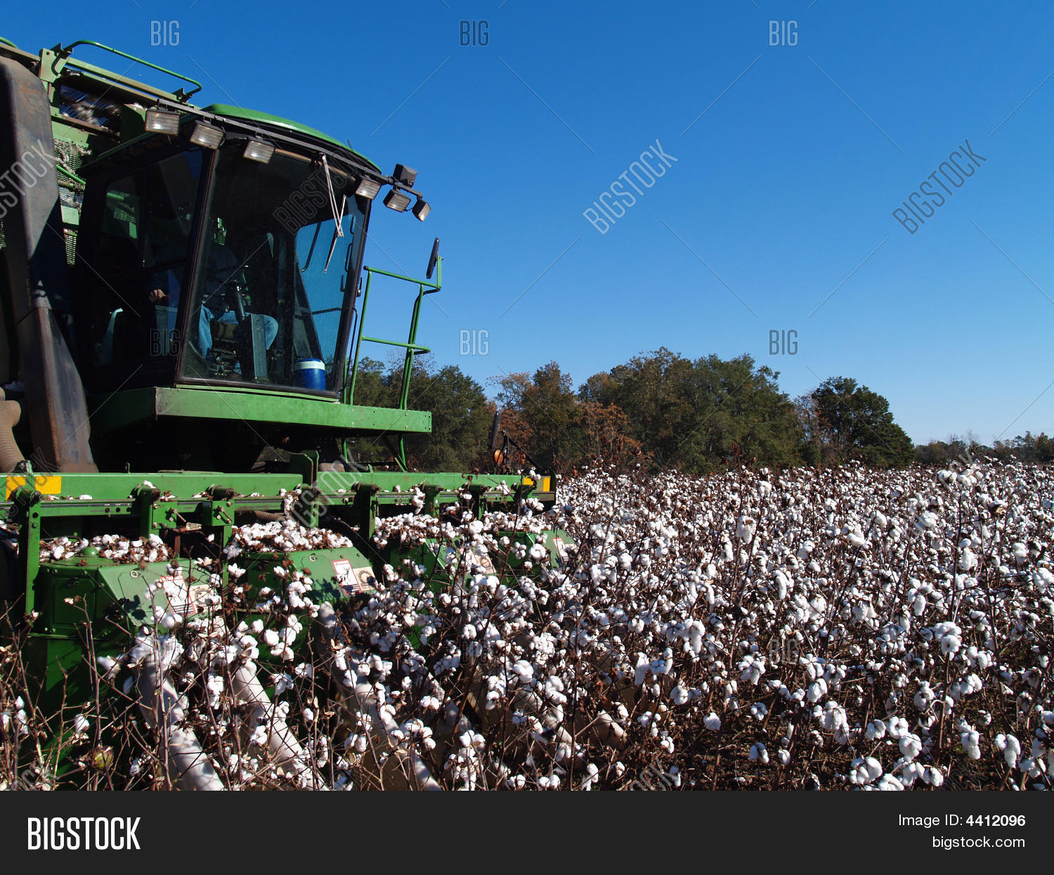 Picking Cotton Close- Image & Photo (Free Trial) | Bigstock