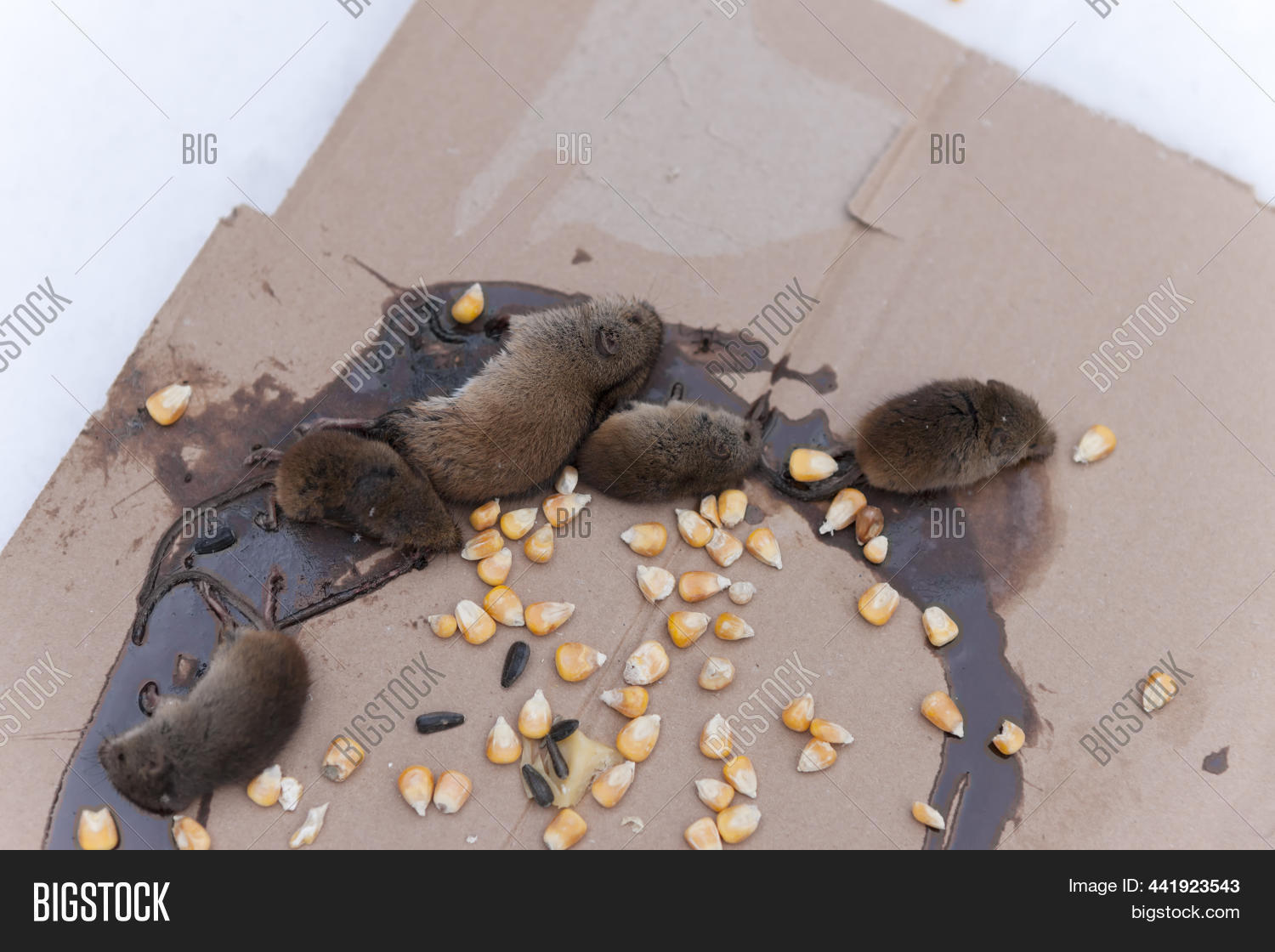 Dead Mice Trapped On Image & Photo (Free Trial) | Bigstock