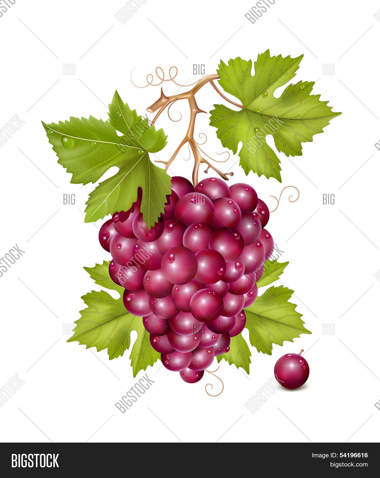 Vector. Grape Cluster Vector & Photo (Free Trial) | Bigstock