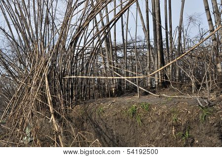 Bamboo Trees Damaged Image & Photo (Free Trial) | Bigstock