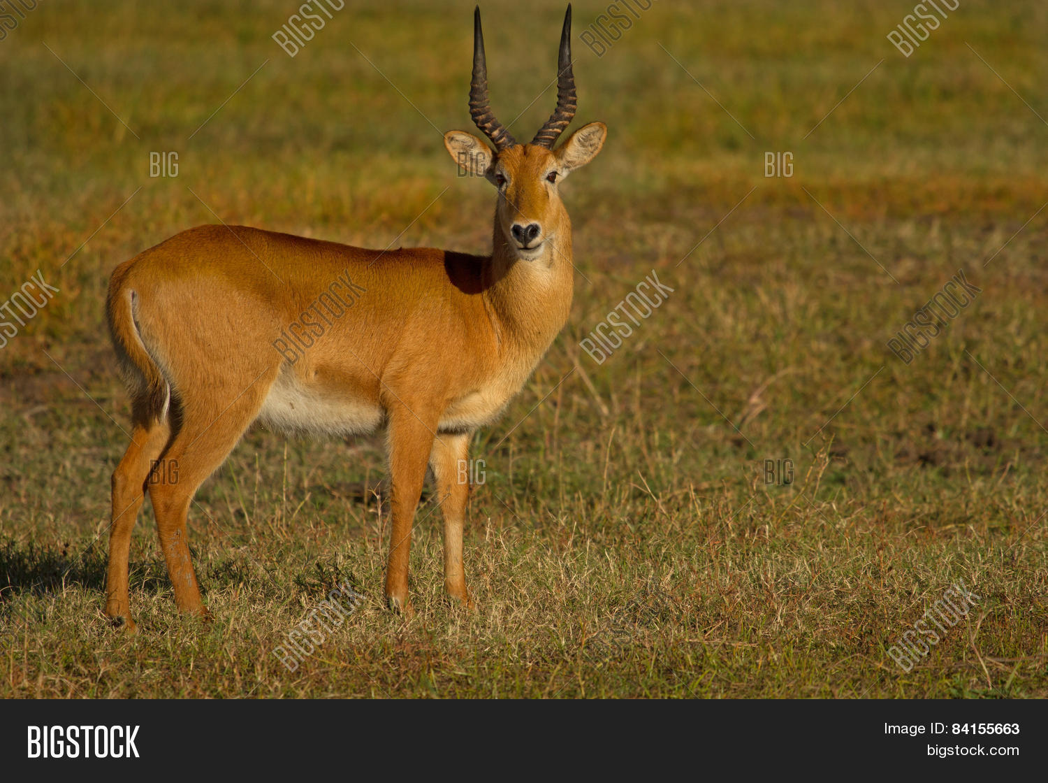 Isolated Male Puku Image & Photo (Free Trial) | Bigstock