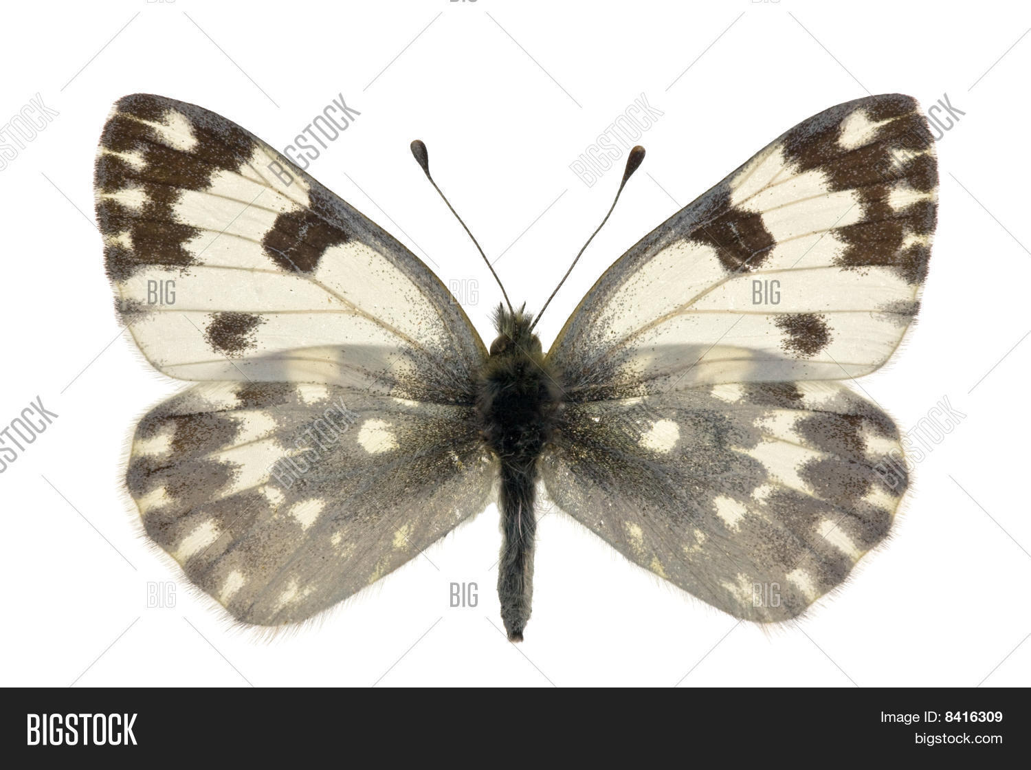 Pontia Edusa Image & Photo (Free Trial) | Bigstock