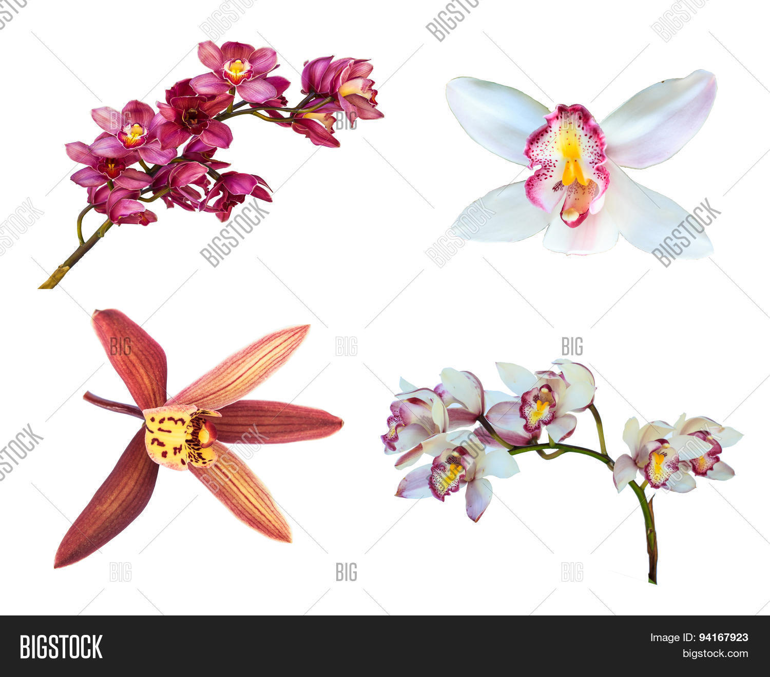 Collection Cymbidium Image & Photo (Free Trial) | Bigstock