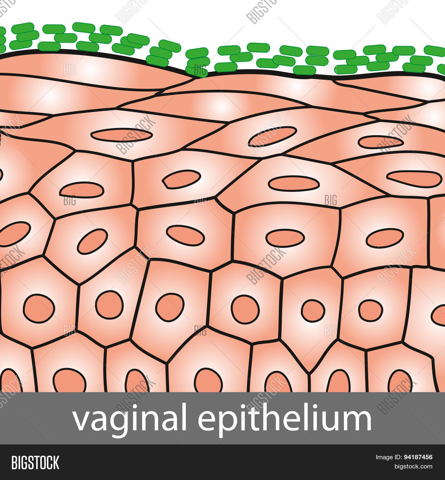 Vaginal Epithelium Vector & Photo (Free Trial) | Bigstock