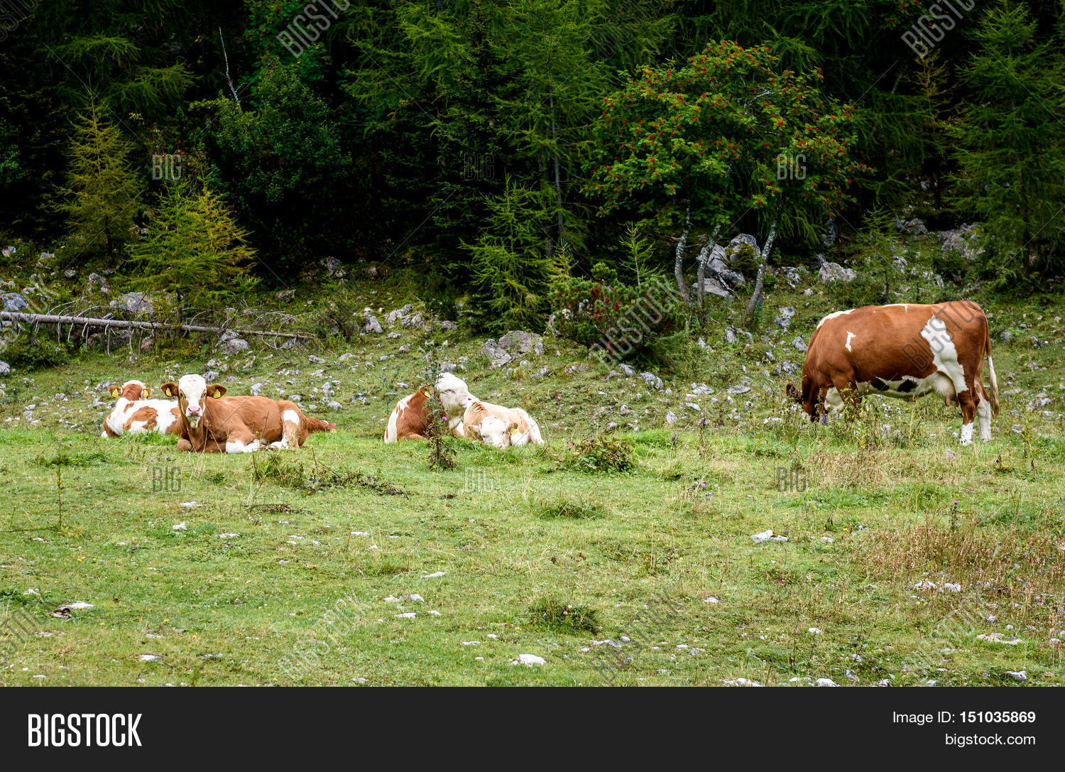 Free Range Cattle Cows Image & Photo (Free Trial) | Bigstock