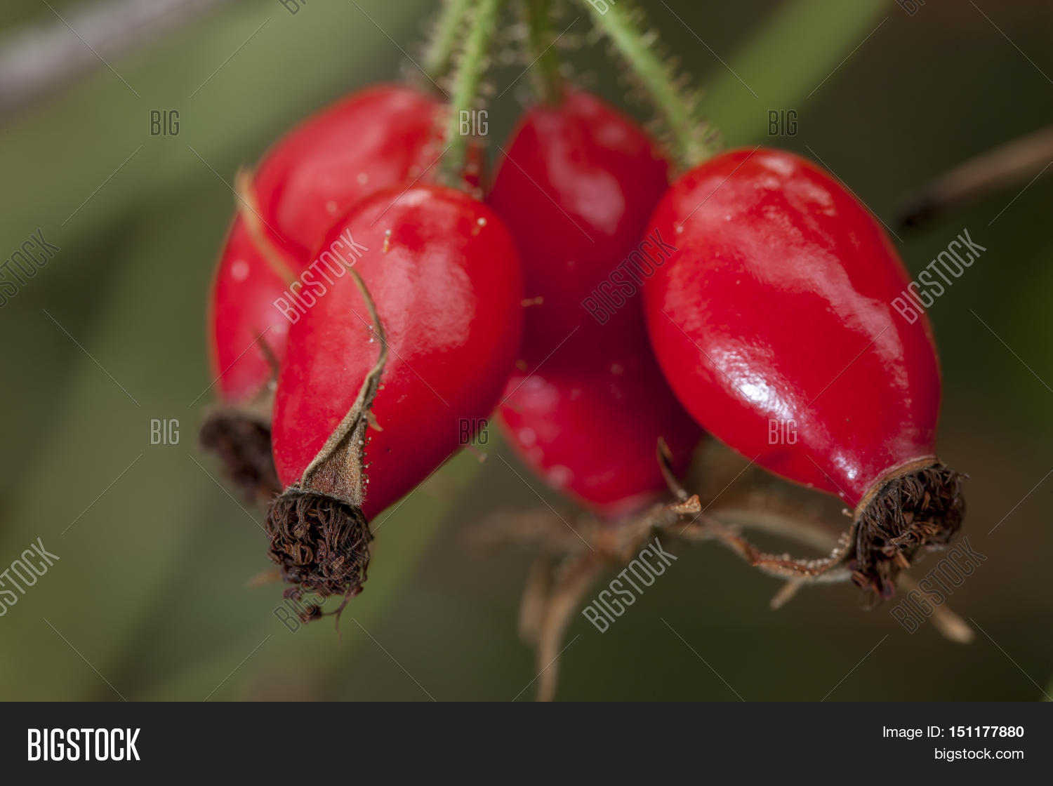 Macro Wild Rose Hips Image & Photo (Free Trial) | Bigstock