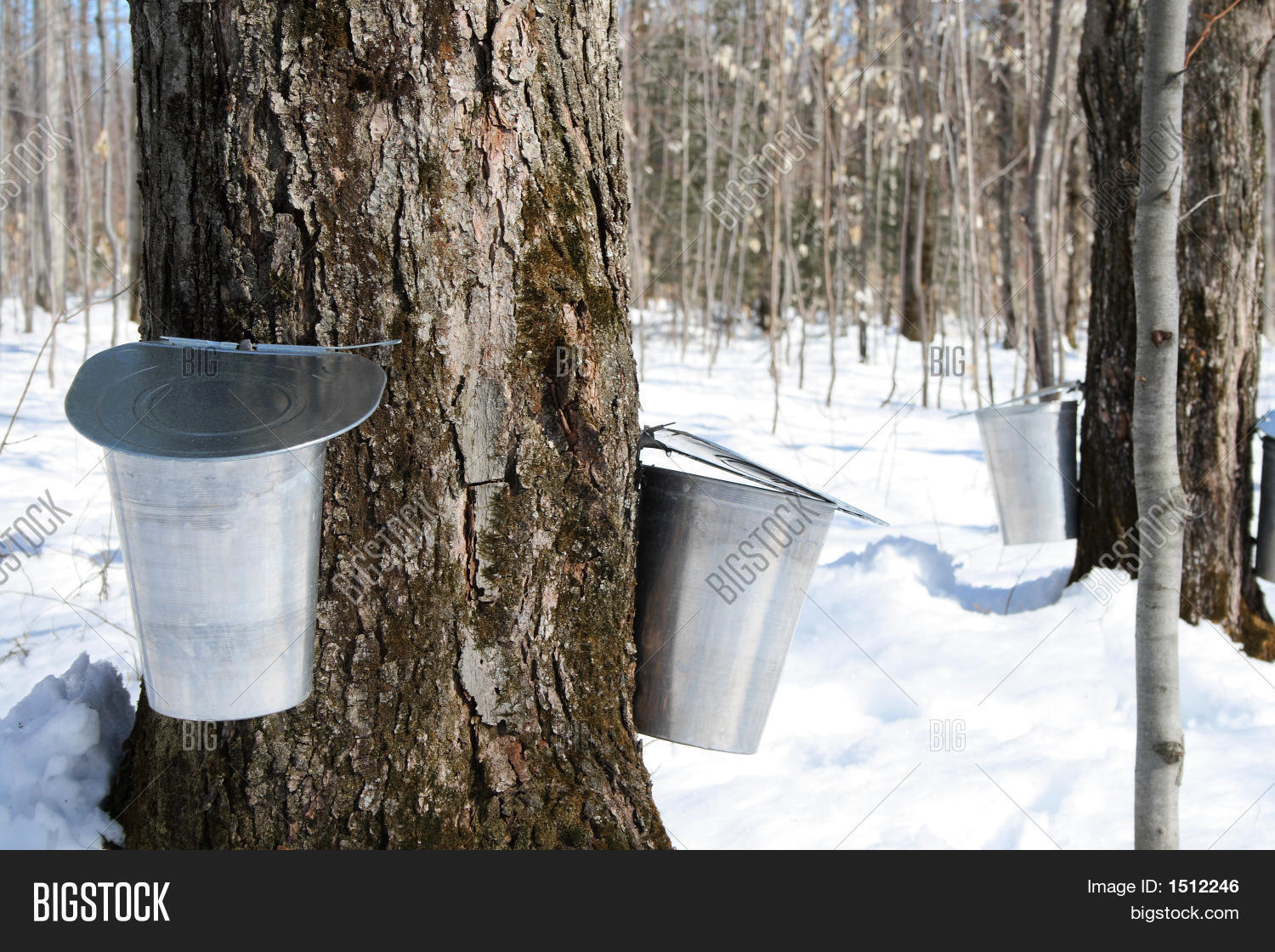 Spring - Maple Syrup Image & Photo (Free Trial) | Bigstock