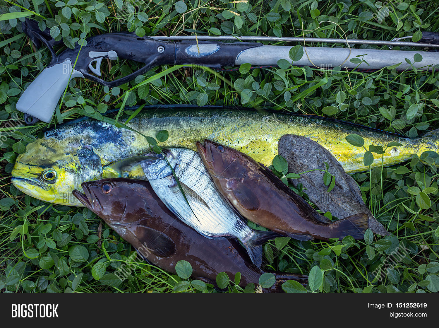 Fresh Fish On Grass. Image & Photo (Free Trial) | Bigstock