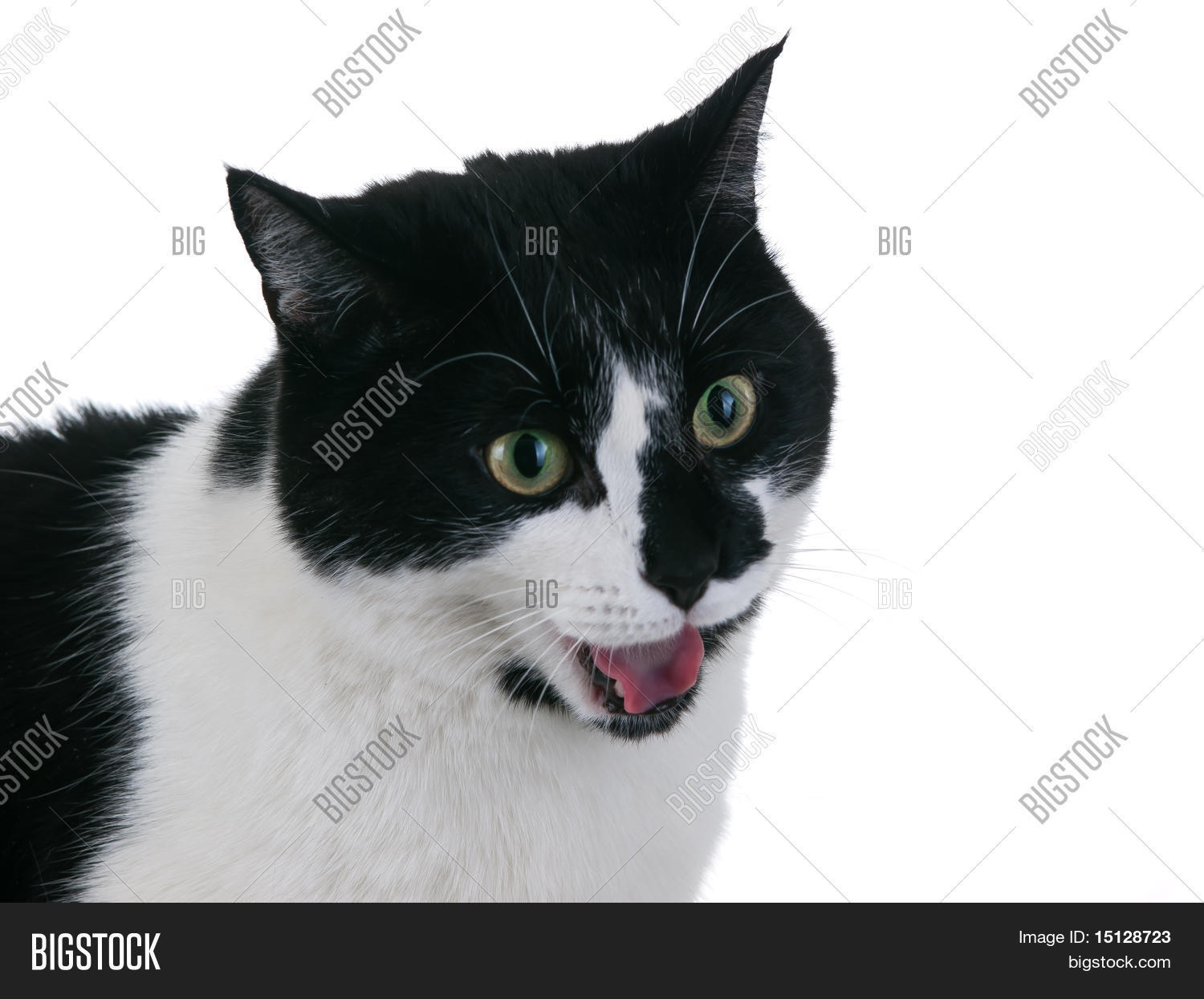 Black White Funny Cat Image & Photo (Free Trial) | Bigstock