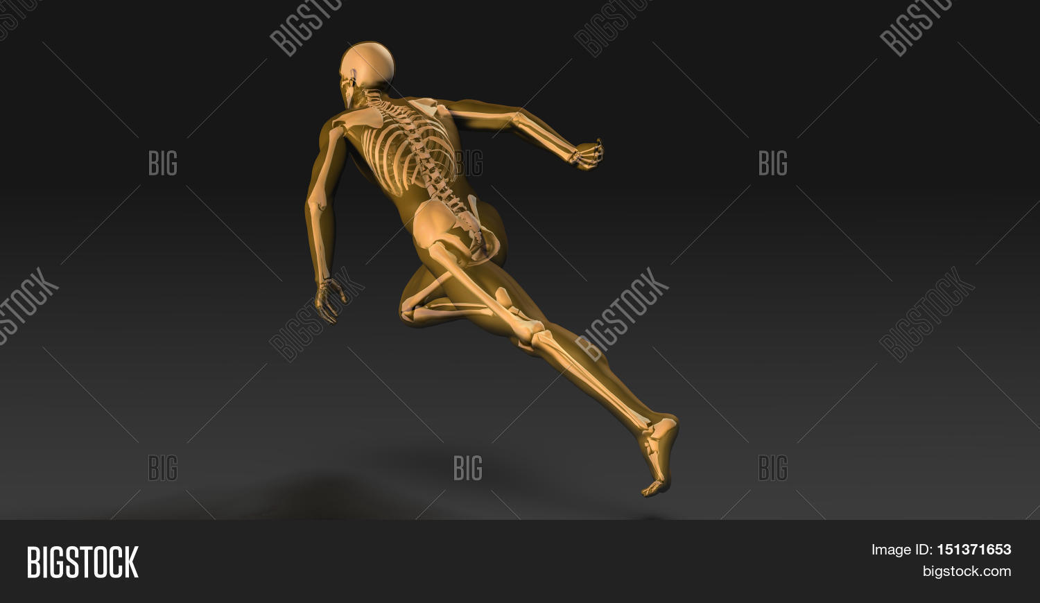 Human Anatomy Visible Image & Photo (Free Trial) | Bigstock