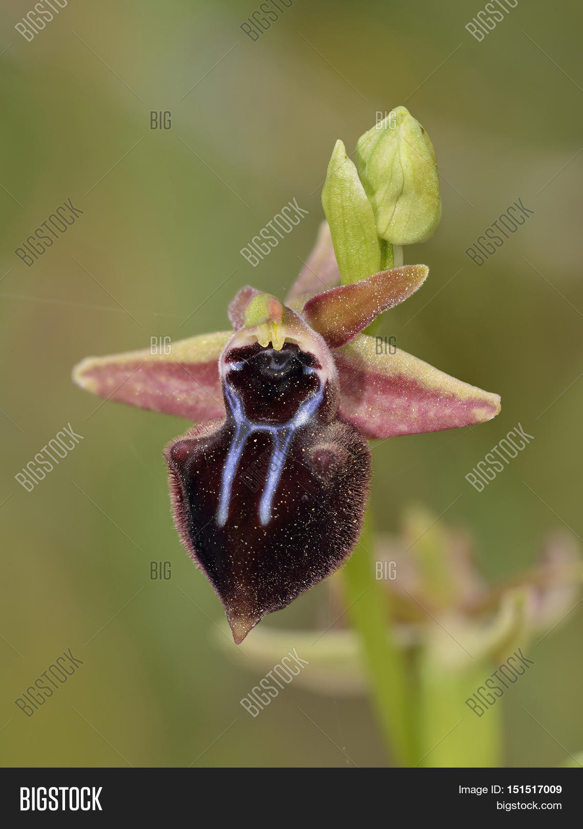 Mammose Ophrys Orchid Image & Photo (Free Trial) | Bigstock