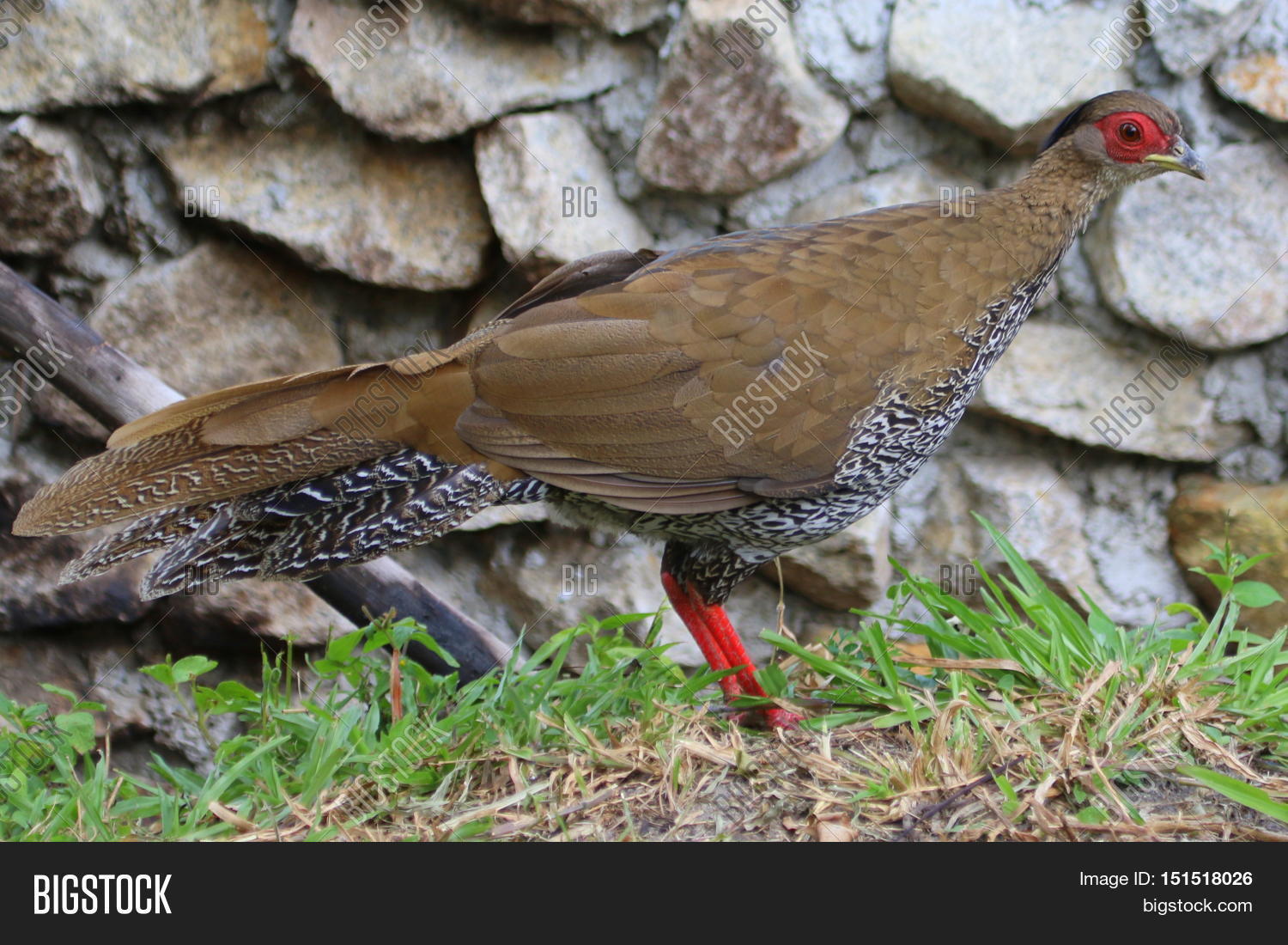Female Silver Pheasant Image & Photo (Free Trial) | Bigstock