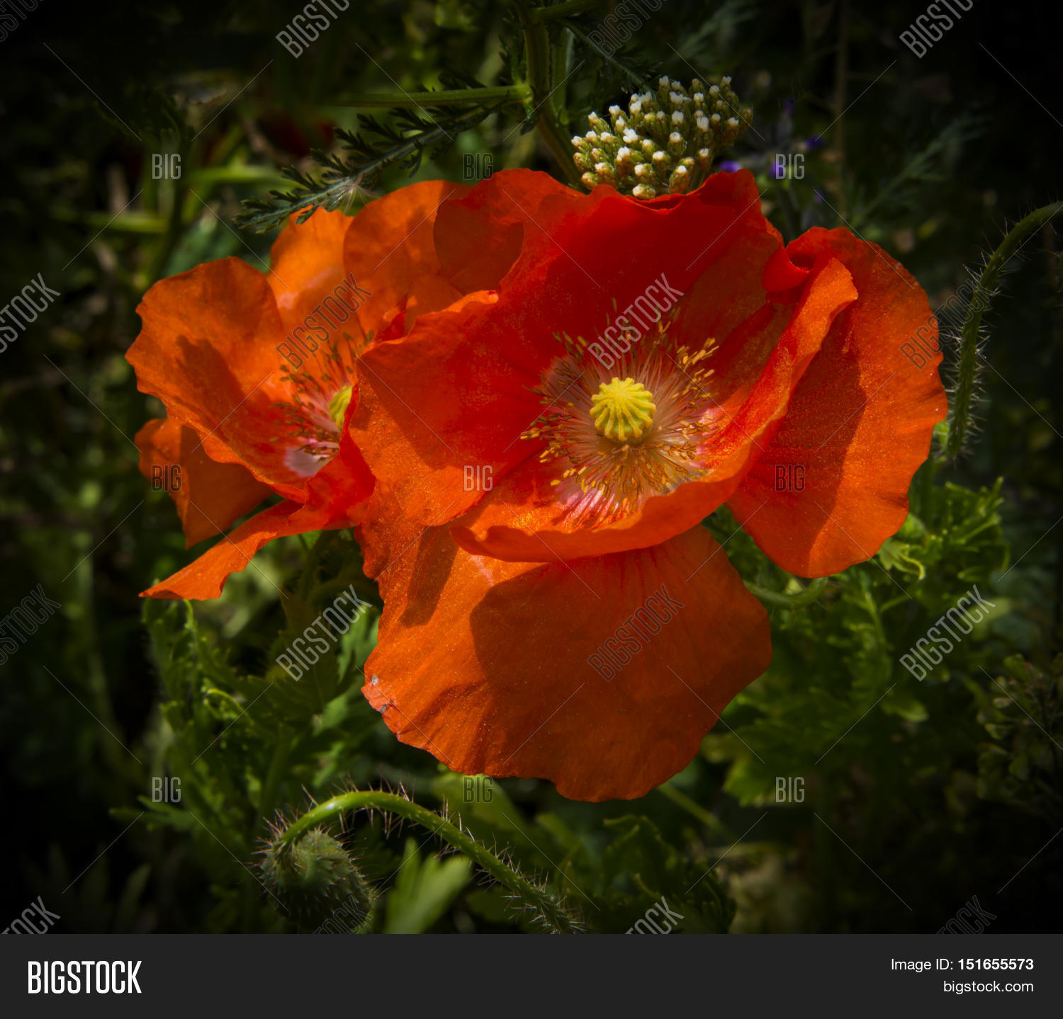 Deep Red Poppies Wild Image & Photo (Free Trial) | Bigstock