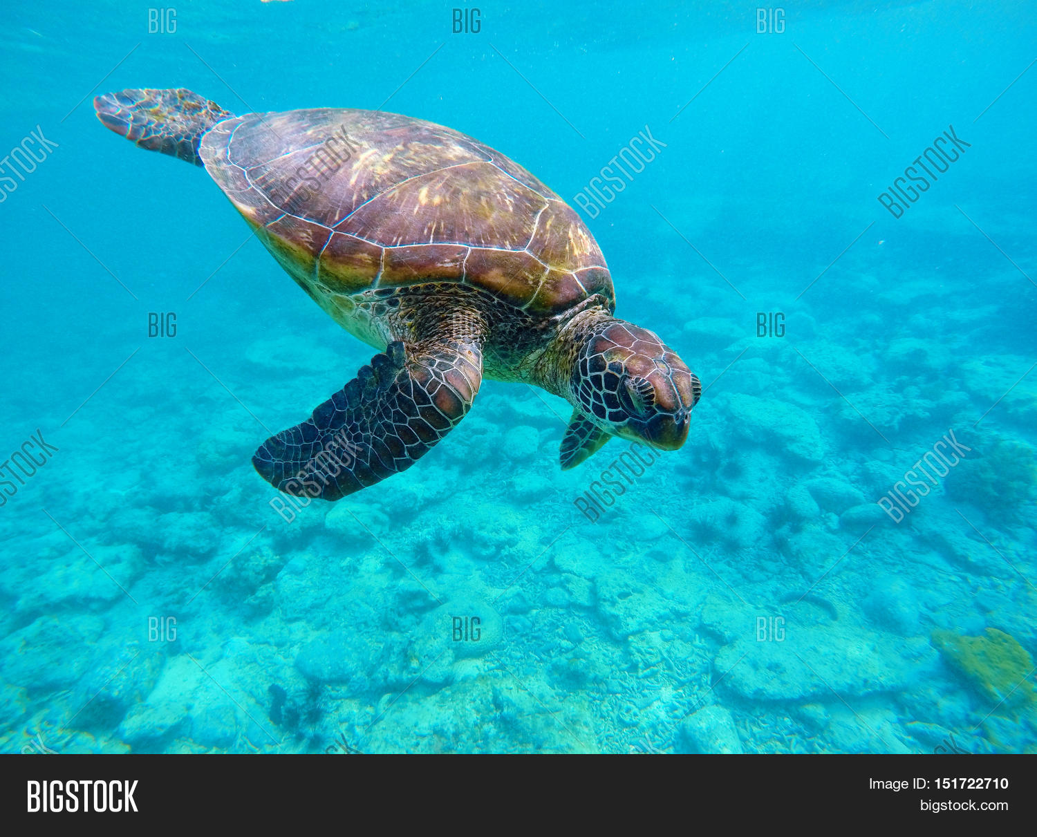 Sea Turtle Blue Water Image & Photo (Free Trial) | Bigstock