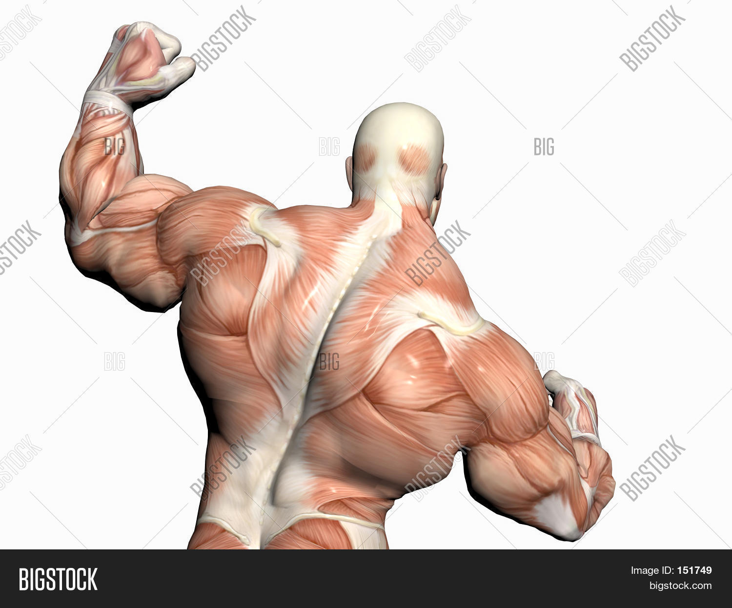 Anatomy Man, Body Image & Photo (Free Trial) | Bigstock