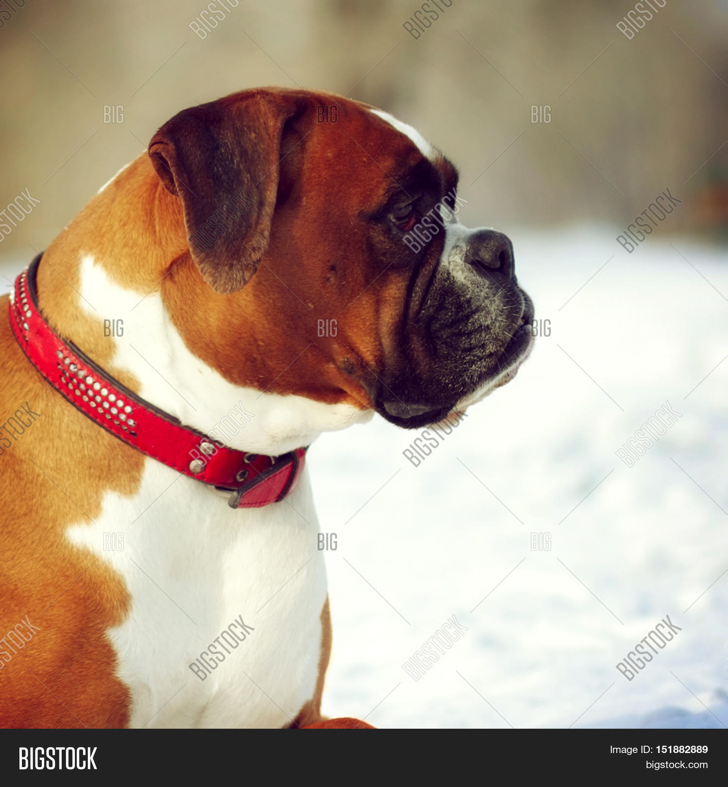 Dog Breed Boxer Red Image & Photo (Free Trial) | Bigstock
