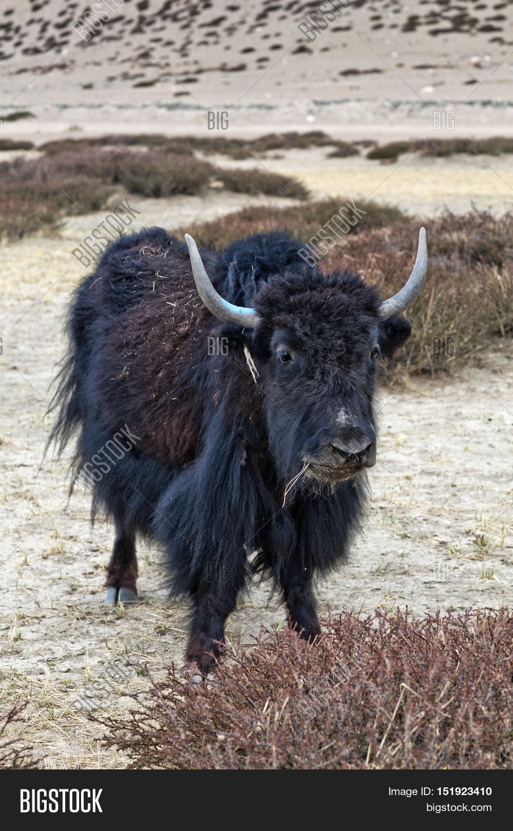 Yak Cow Hybrid