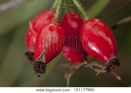 Macro Wild Rose Hips Image & Photo (Free Trial) | Bigstock