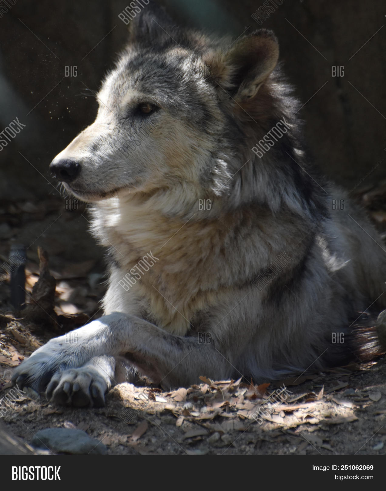 Relaxing Timber Wolf Image & Photo (Free Trial) | Bigstock