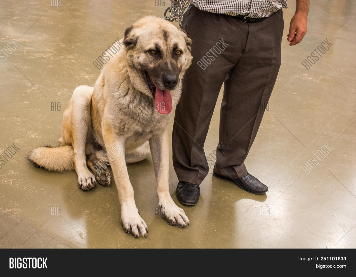 Turkish Breed Shepherd Image & Photo (Free Trial) | Bigstock