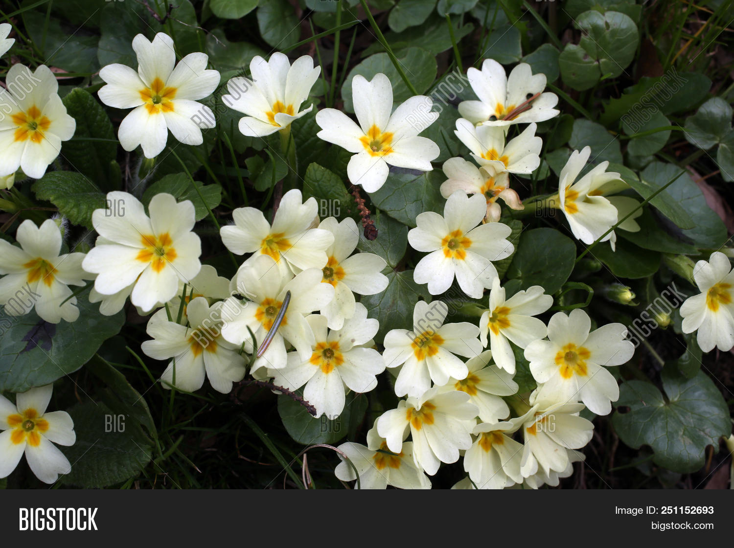 Primula, Species Image & Photo (Free Trial) | Bigstock