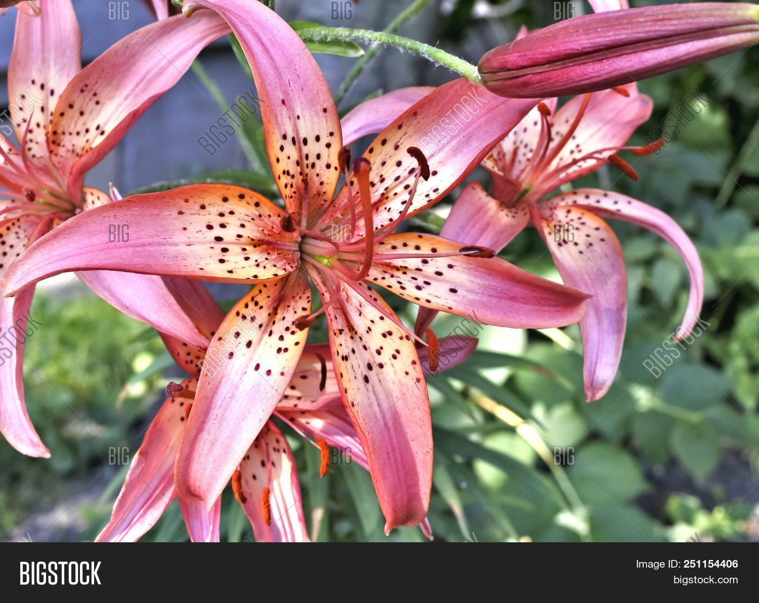 Ose Lily Blooms Garden Image & Photo (Free Trial) | Bigstock