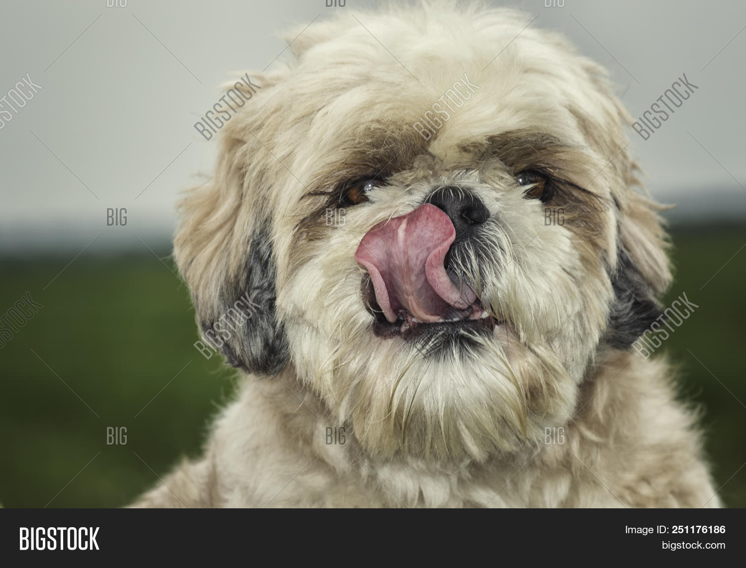 Portrait Cute Shitzu Image & Photo (Free Trial) | Bigstock