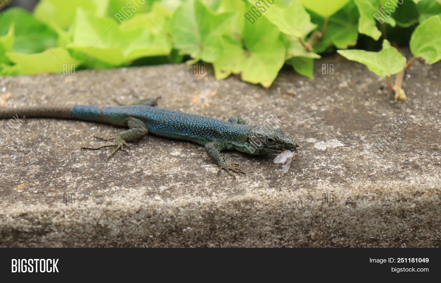 Blue Dotted Lizard Image & Photo (Free Trial) | Bigstock