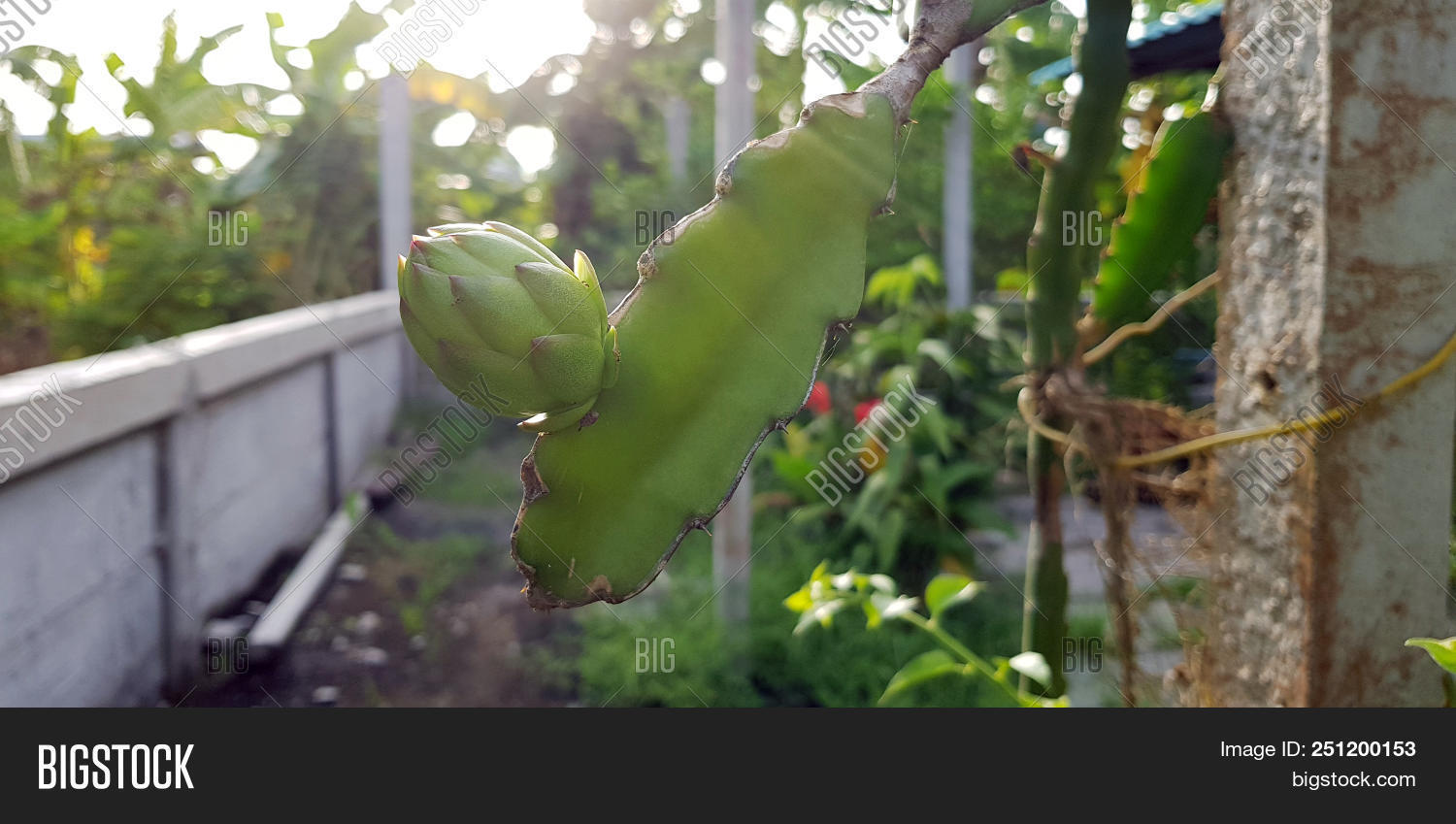 Fresh Green Pitaya Image & Photo (Free Trial) | Bigstock