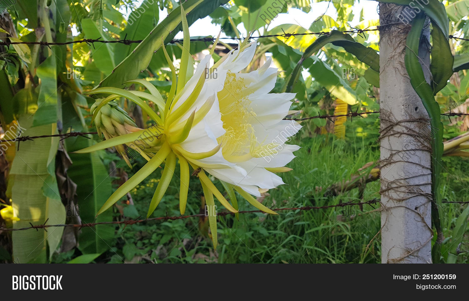 Fresh Green Pitaya Image & Photo (Free Trial) | Bigstock