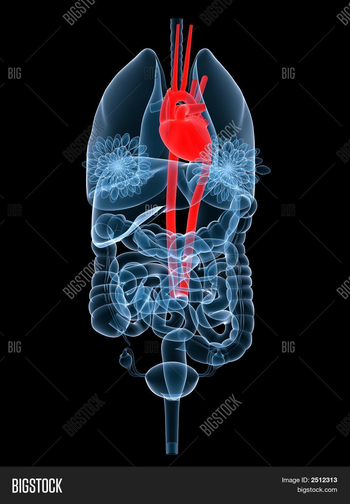X-Ray Organs Heart Image & Photo (Free Trial) | Bigstock