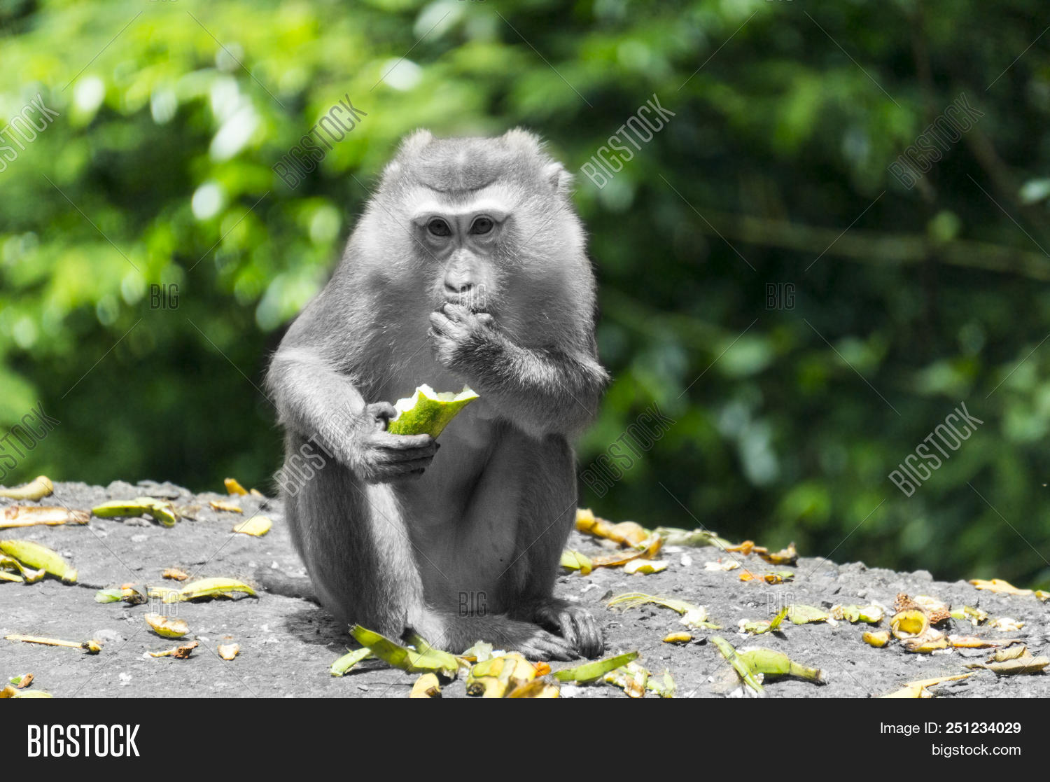 Baby Monkey Eating Banana