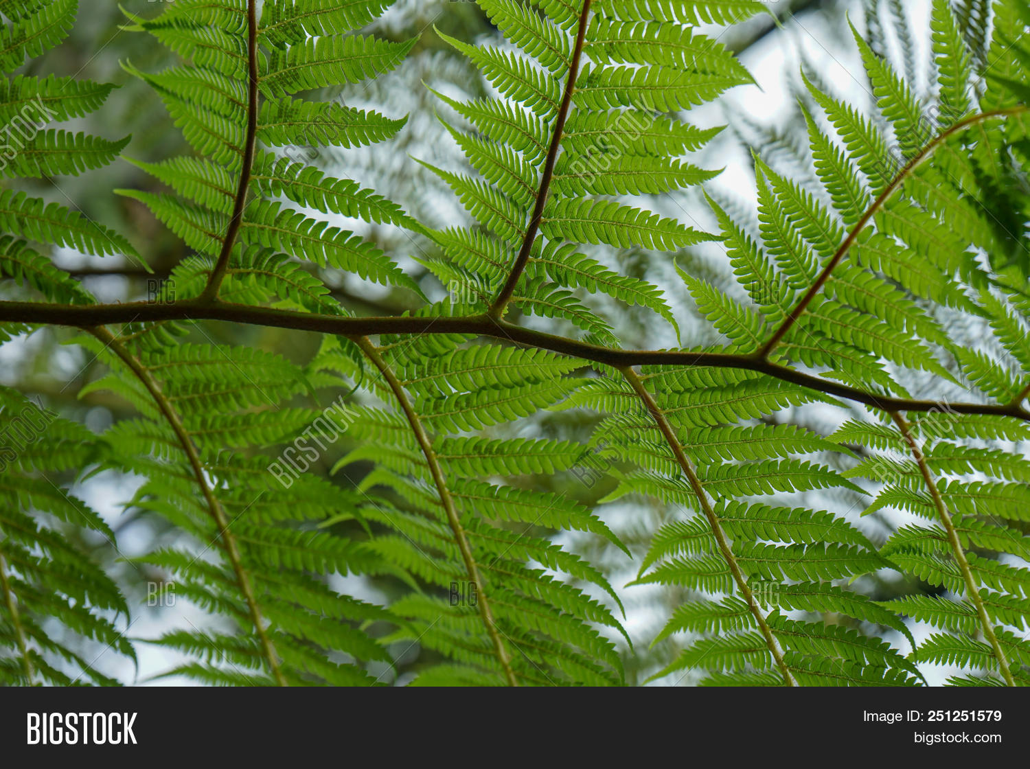 Lacy Tree Fern Leaves Image & Photo (Free Trial) | Bigstock