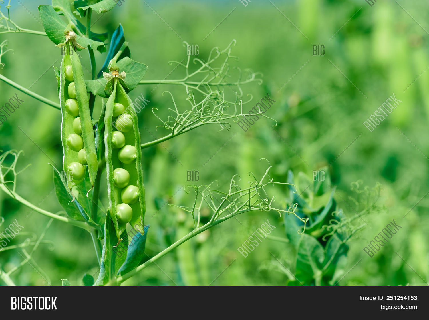 Beautiful Close Green Image & Photo (Free Trial) | Bigstock