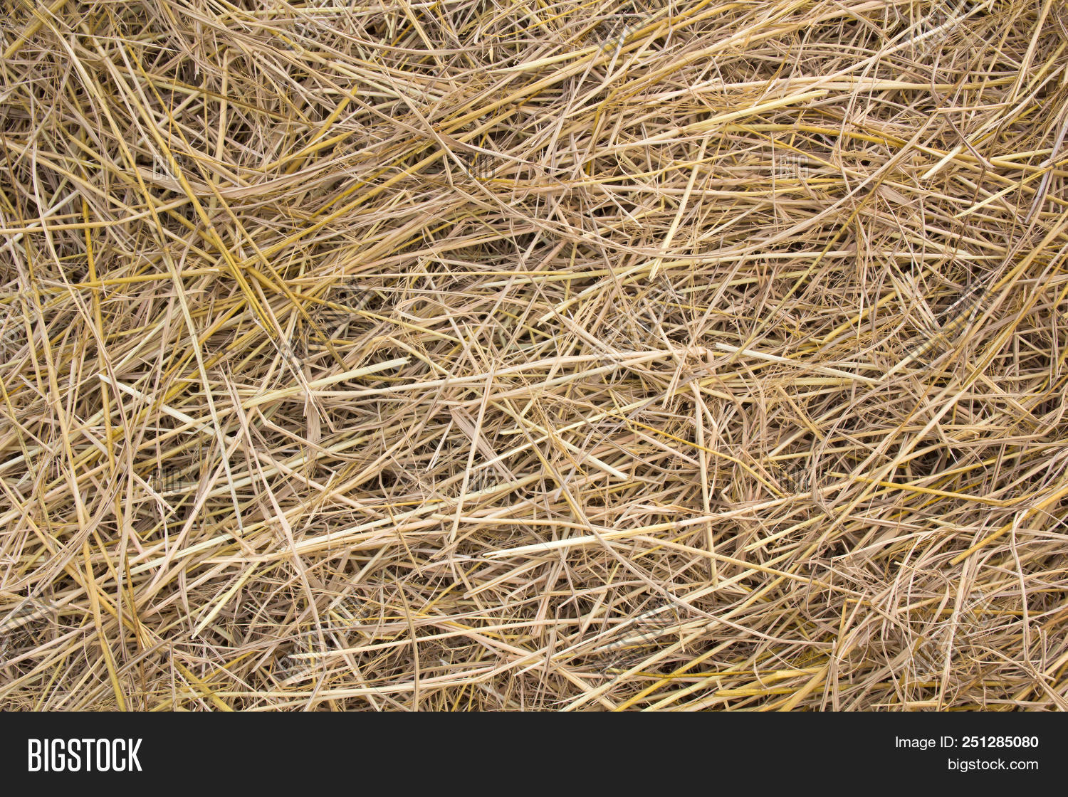 Pile Dry Rice Chaff Image & Photo (Free Trial) | Bigstock