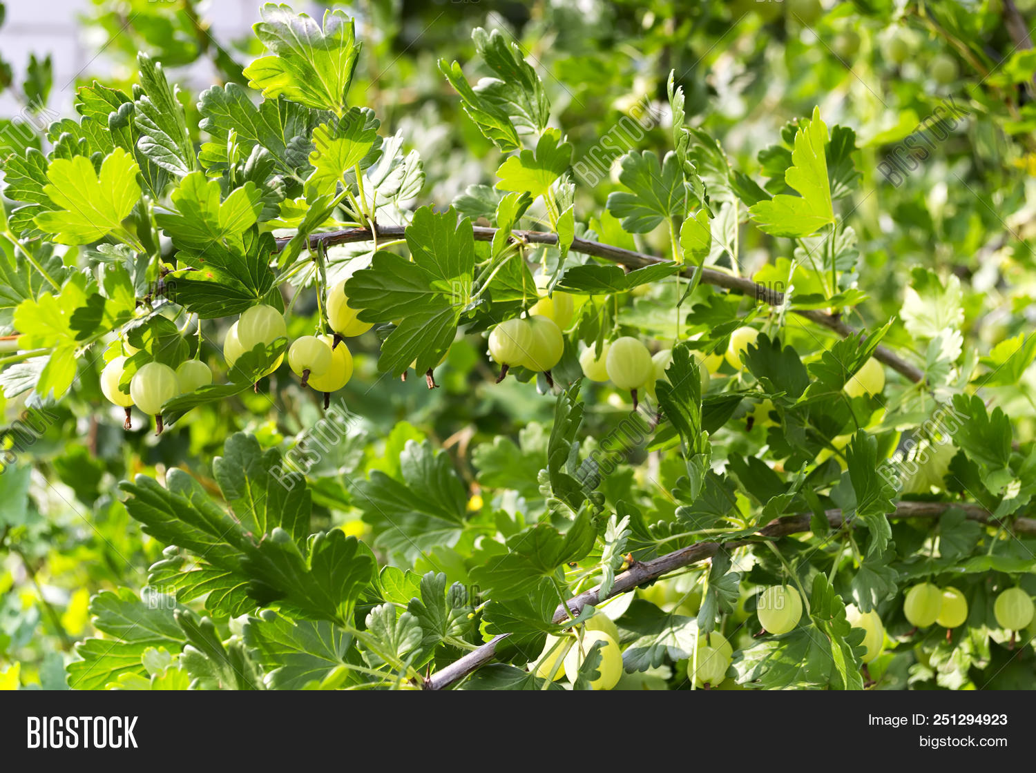 Green Bush Gooseberry Image & Photo (Free Trial) | Bigstock
