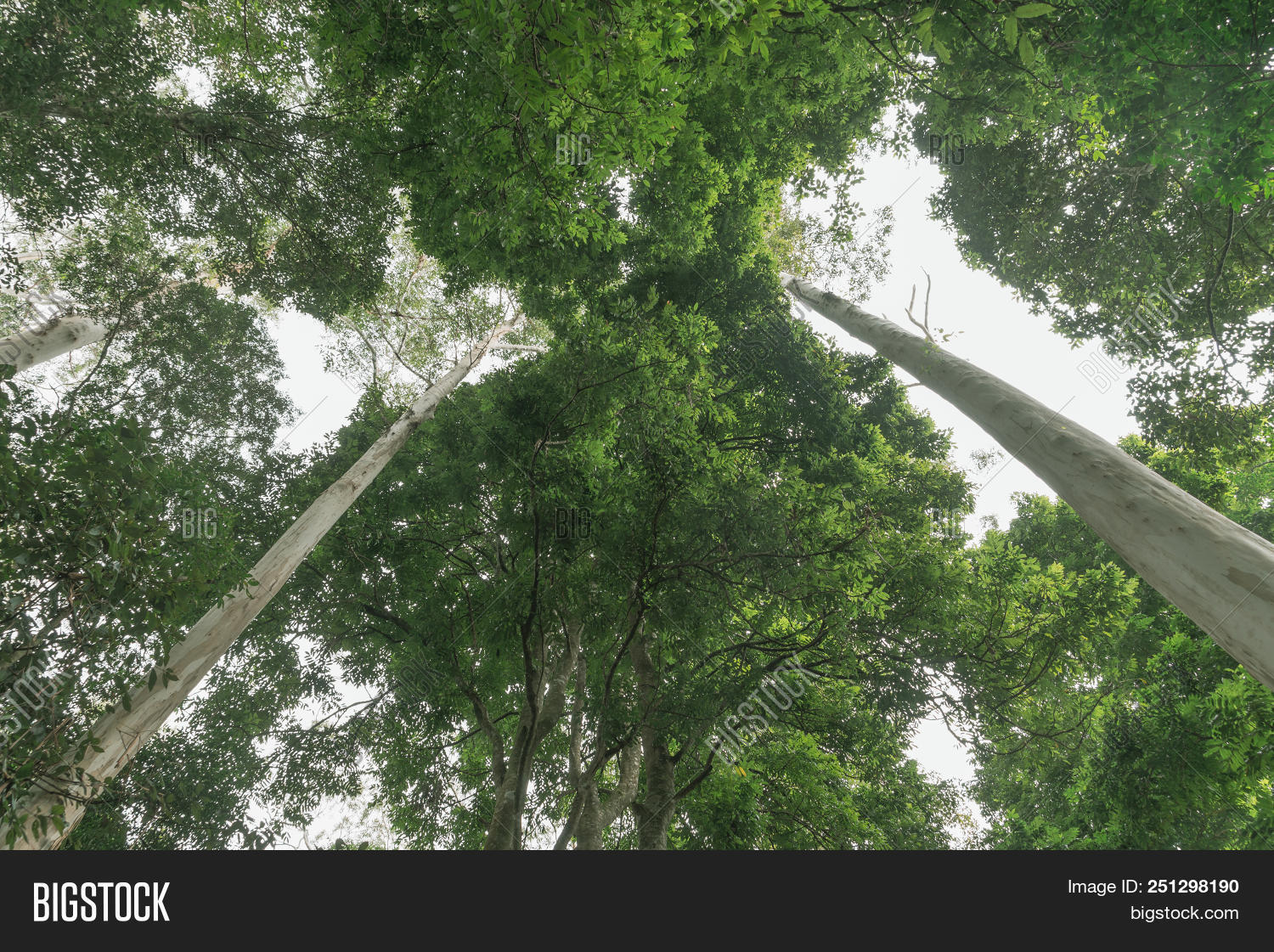 Rainforest Canopy Image & Photo (Free Trial) | Bigstock