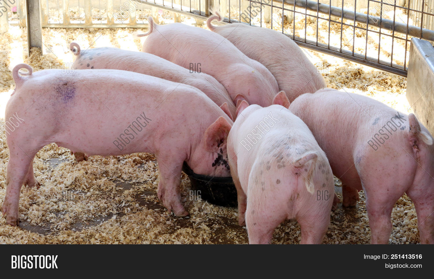 3 Day Old Baby Pigs. Image & Photo (Free Trial) | Bigstock