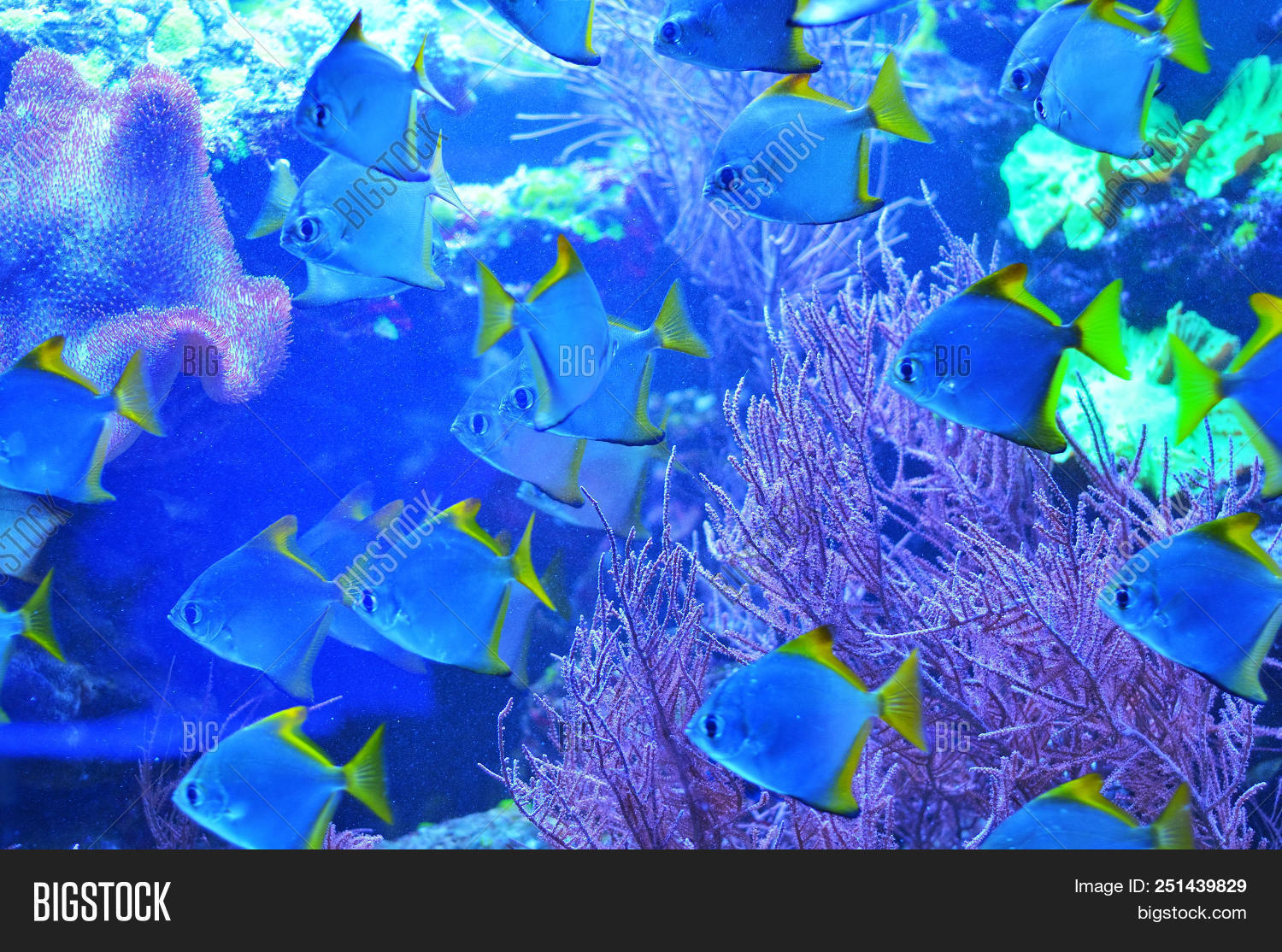 Swarm Silvery Fish Image & Photo (Free Trial) | Bigstock
