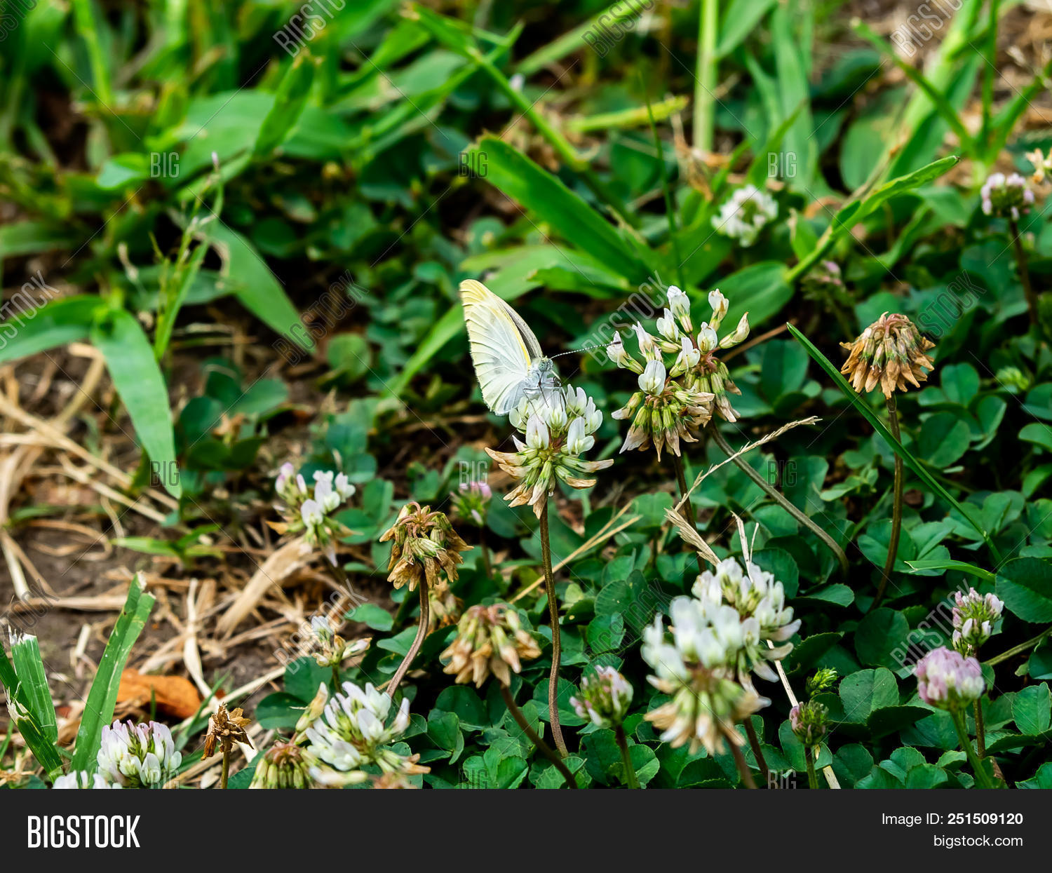 Small White Cabbage Image & Photo (Free Trial) | Bigstock