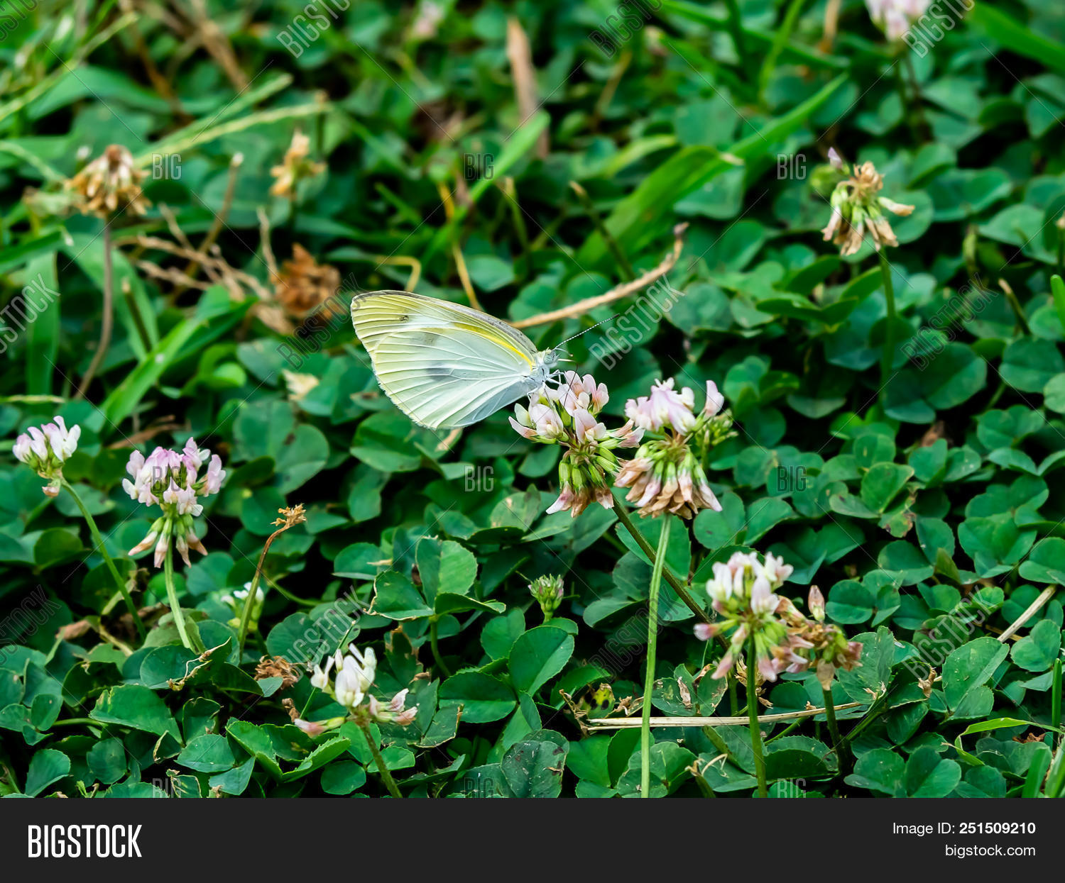 Small White Cabbage Image & Photo (Free Trial) | Bigstock