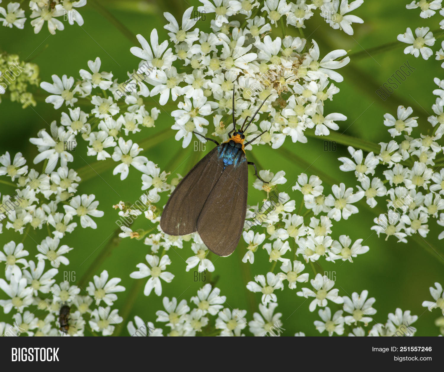 Virginia Ctenucha Moth Image & Photo (Free Trial) | Bigstock