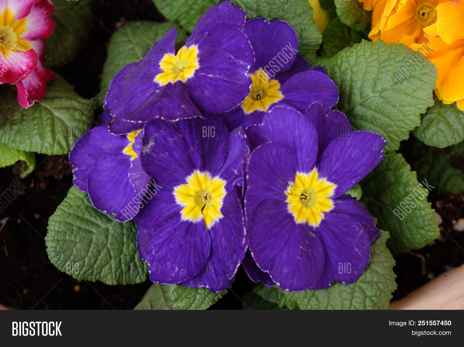 Primula, Species Image & Photo (Free Trial) | Bigstock