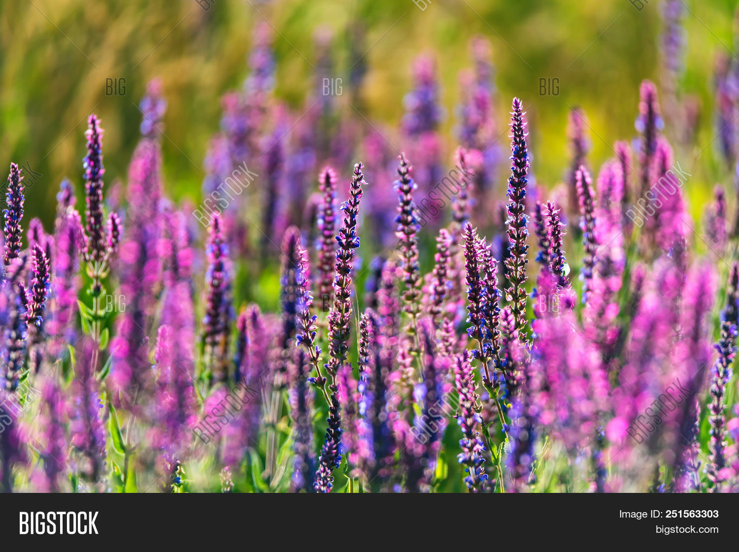 Fresh Purple Flowers Image & Photo (Free Trial) | Bigstock