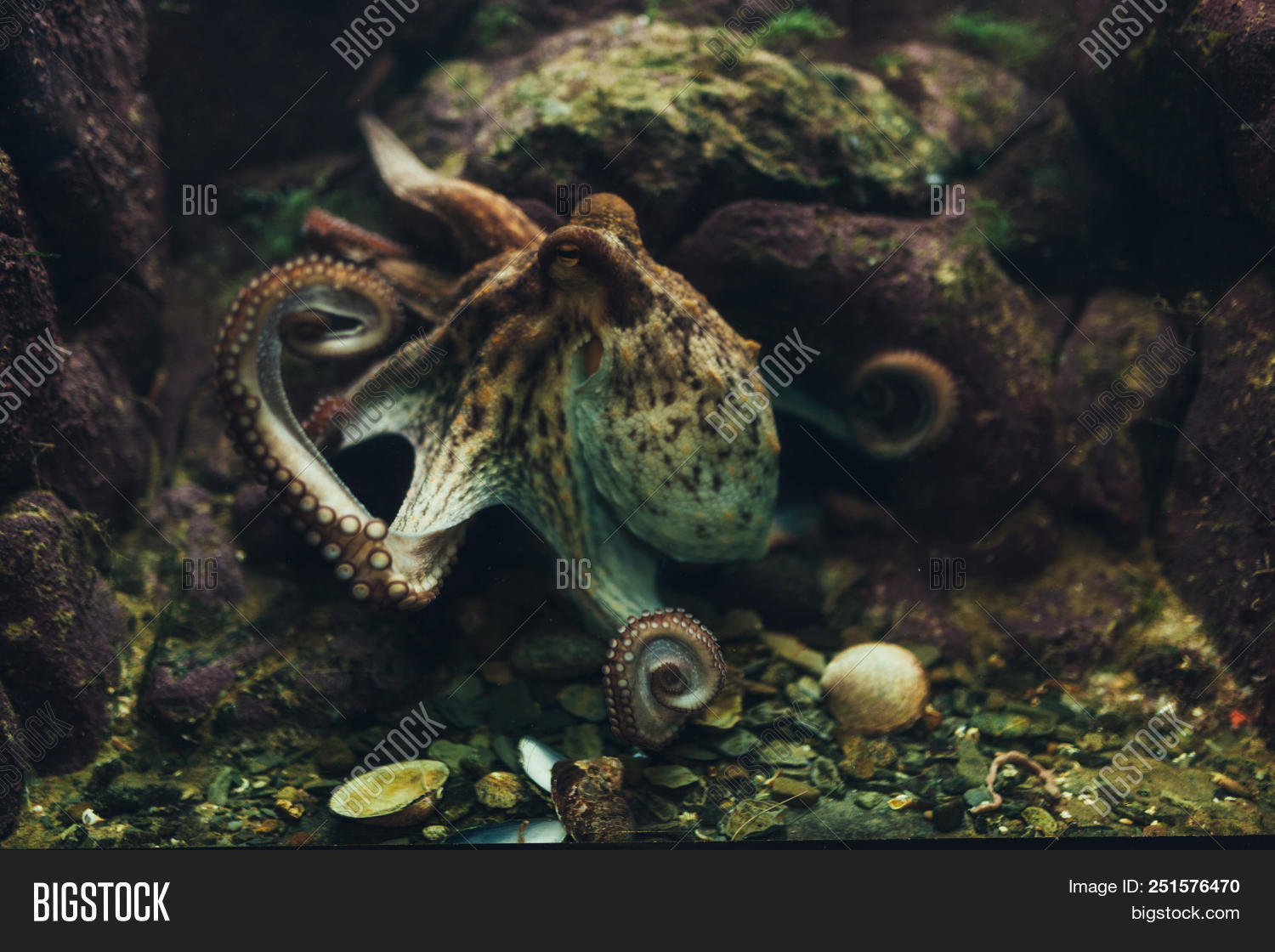 Octopus Aquarium Image & Photo (Free Trial) | Bigstock