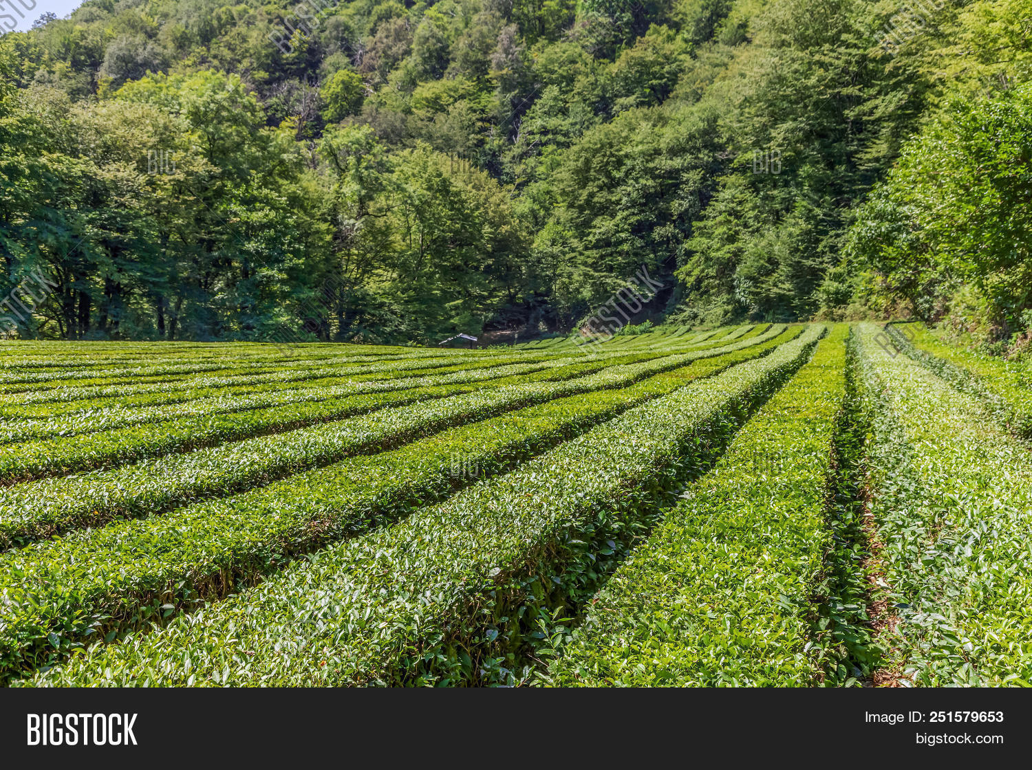 Straight Rows Tea Image & Photo (Free Trial) | Bigstock